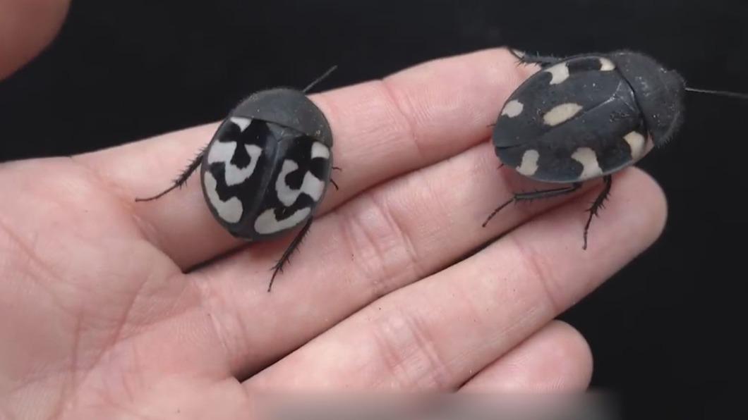 Taiwanese YouTuber breeds question-mark cockroaches as pets │ TVBS ...