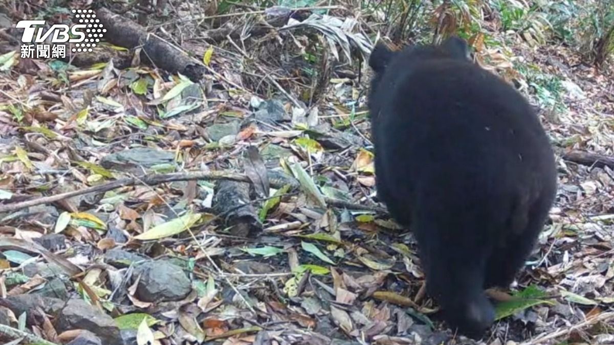 Endangered Taiwan bear shot after threatening village │ TVBS World Taiwan