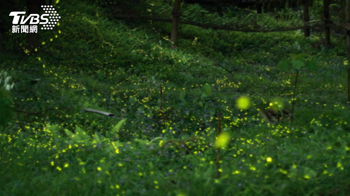 Taiwan county promotes firefly tourism in mountain region │ TVBS World ...